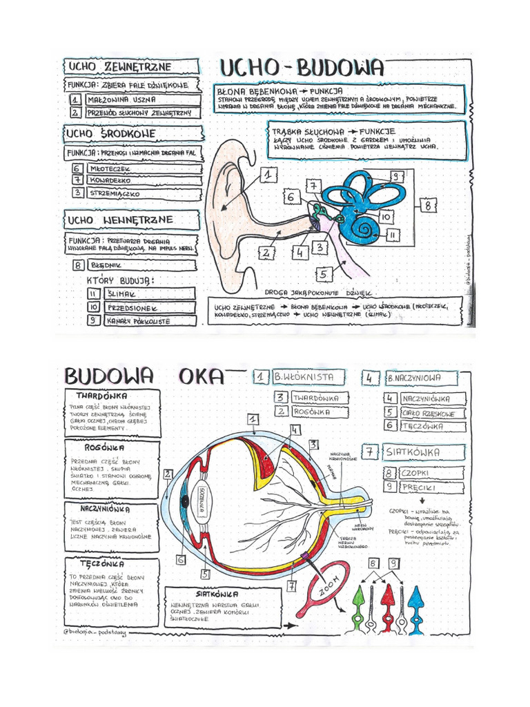 Oko I Ucho KL 7 | PDF