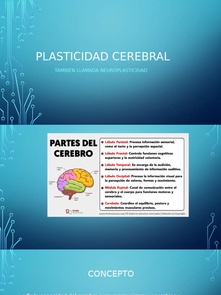 Comprendiendo la Plasticidad Cerebral | PDF