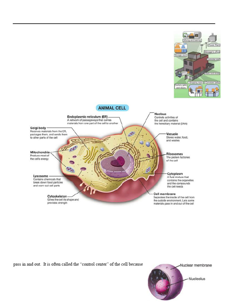 Cell Organelle Reading | PDF | Cell (Biology) | Endoplasmic Reticulum