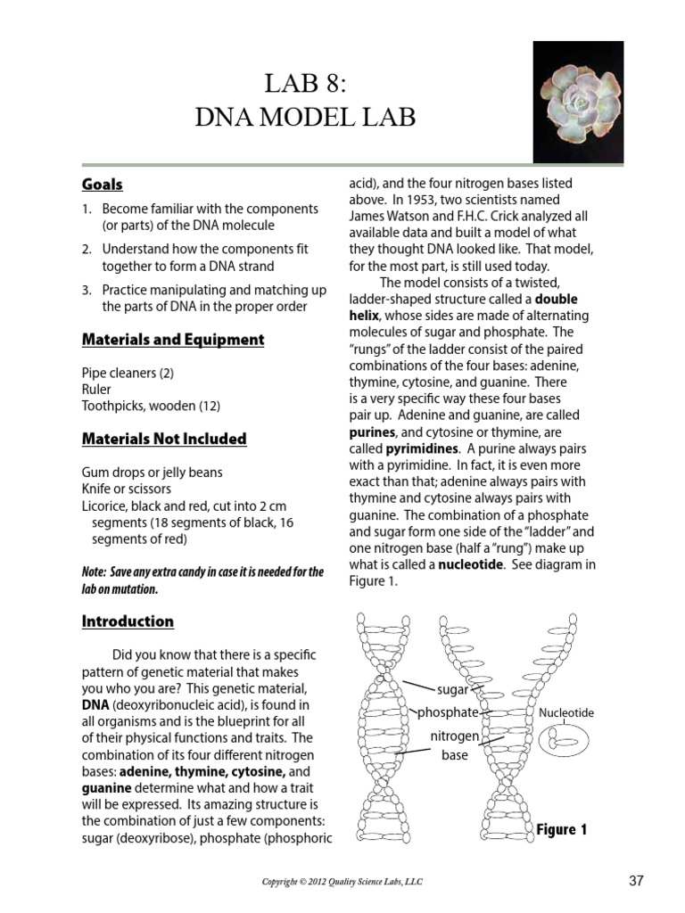 DNA Model Lab: Build & Learn Structure | PDF | Dna | Nucleotides