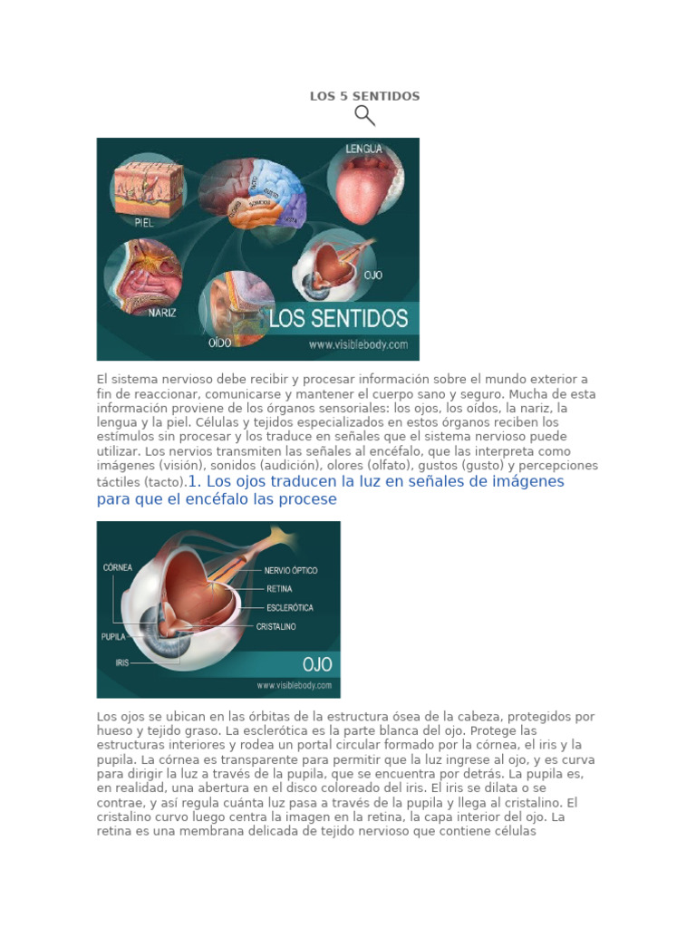 Los 5 Sentidos: Funciones y Procesos | PDF | Escuchando | Ojo humano