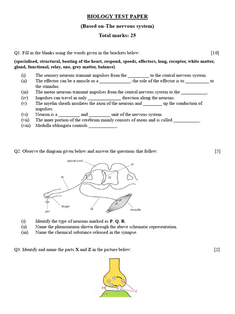 Test Paper-The Nervous System | PDF