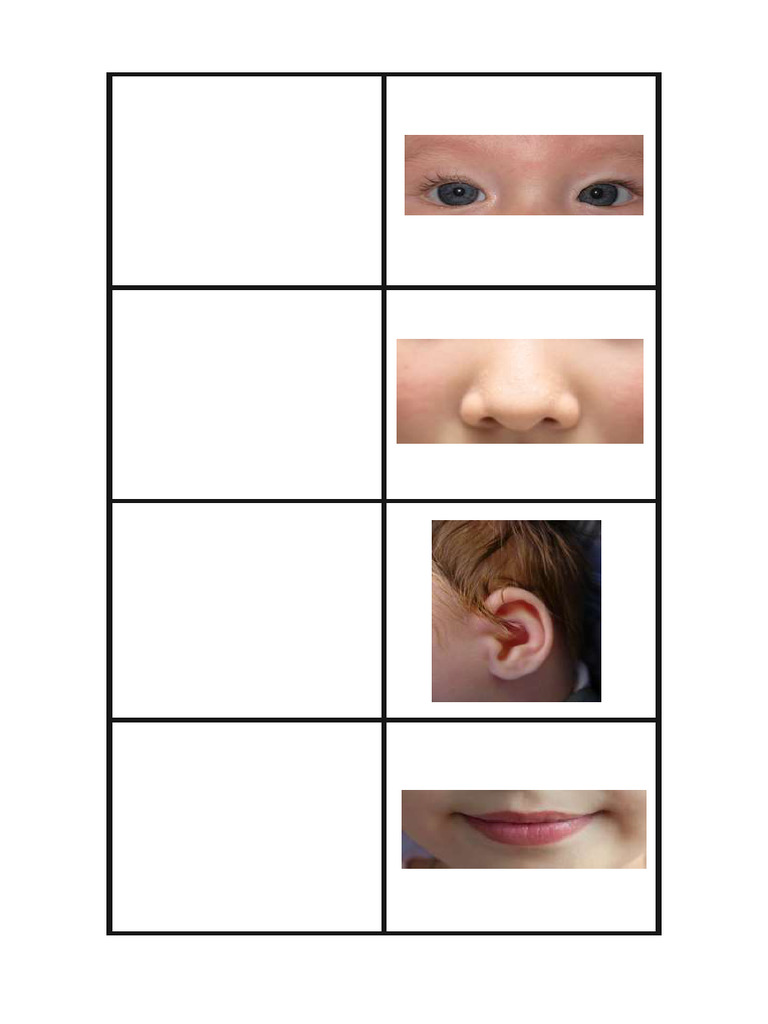 Flashcards Body and Face | PDF