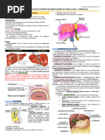 Anatomia e Histologia Do Fígado | PDF | Fígado | Hepatócito
