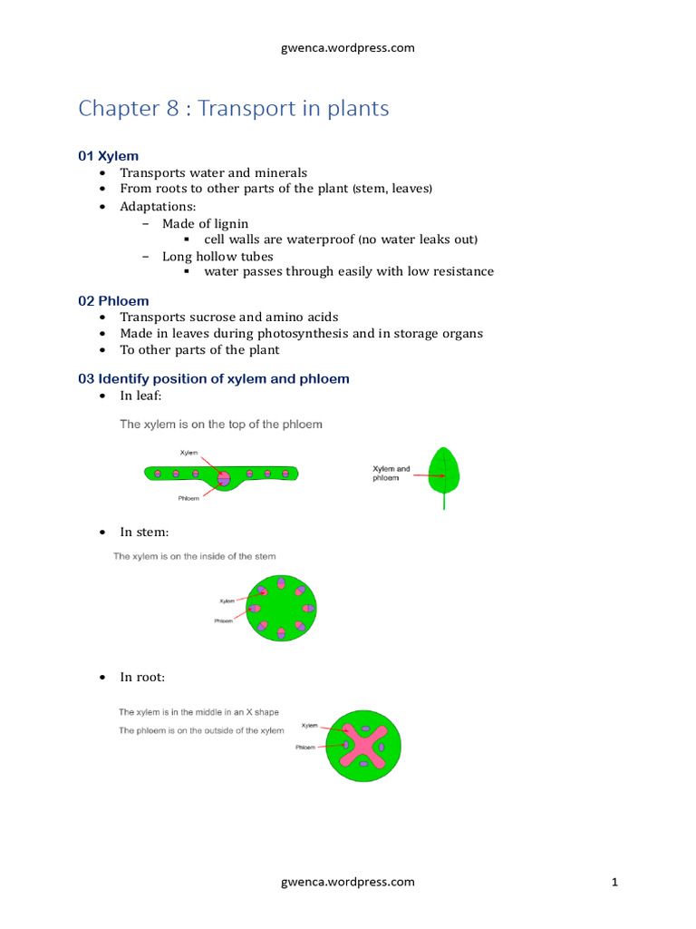 Plant Transport Mechanisms Explained | PDF | Leaf | Water