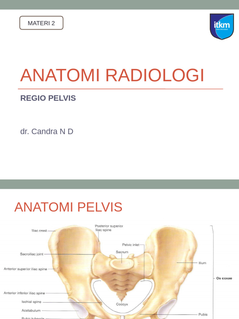 Radiologi Anatomi Pelvis | PDF