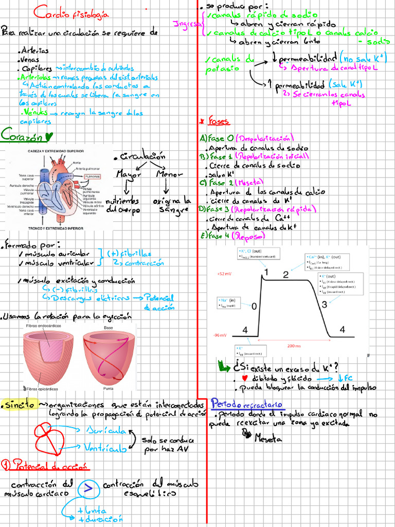 .REPASO CARDIO - Autosave Annotated | PDF