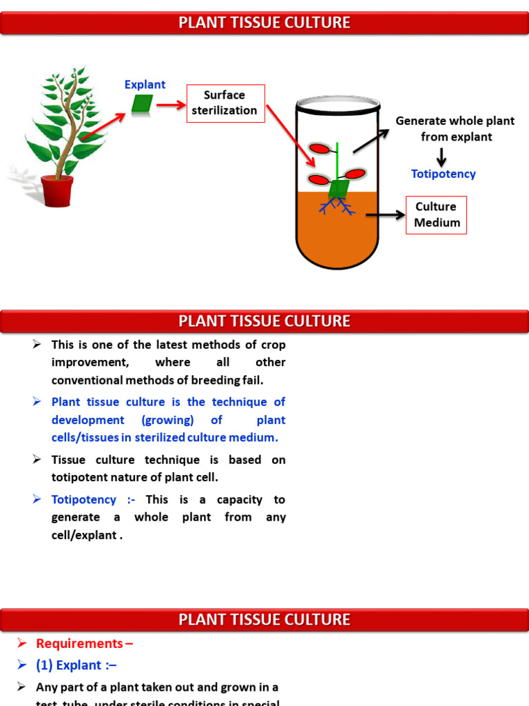 Plant Tissue Culture: Explant | PDF | Organisms | Plants