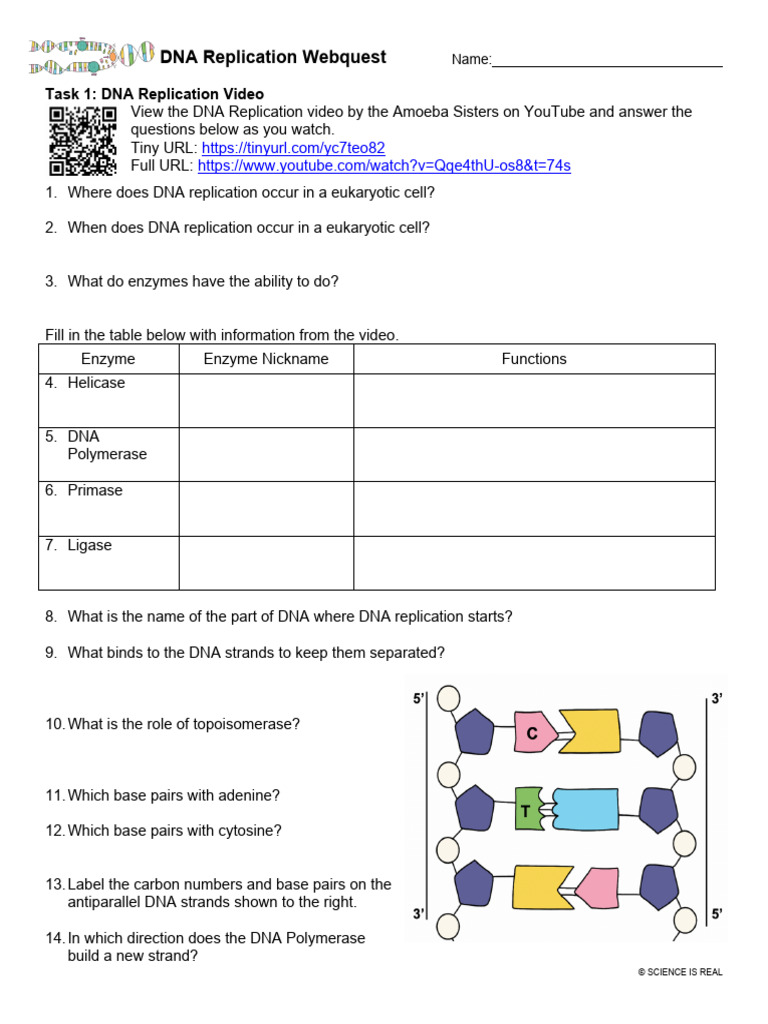DNA Replication Webquest | PDF | Dna Replication | Dna
