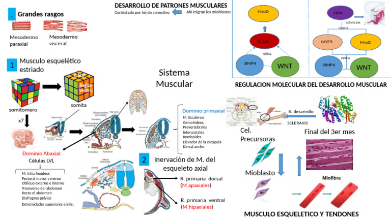 Mapa Mental Embrio S.muscular | PDF | Músculo | Abdomen