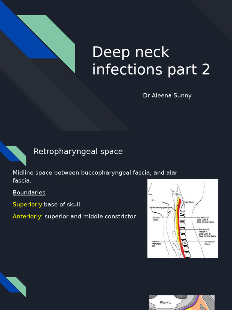 Deep Neck Space Final | PDF | Neck | Vertebral Column