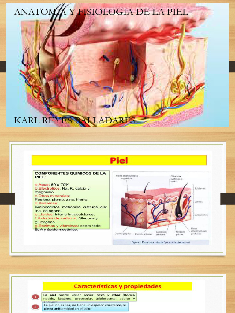 Anatomia y Fisiologia en La Piel | PDF