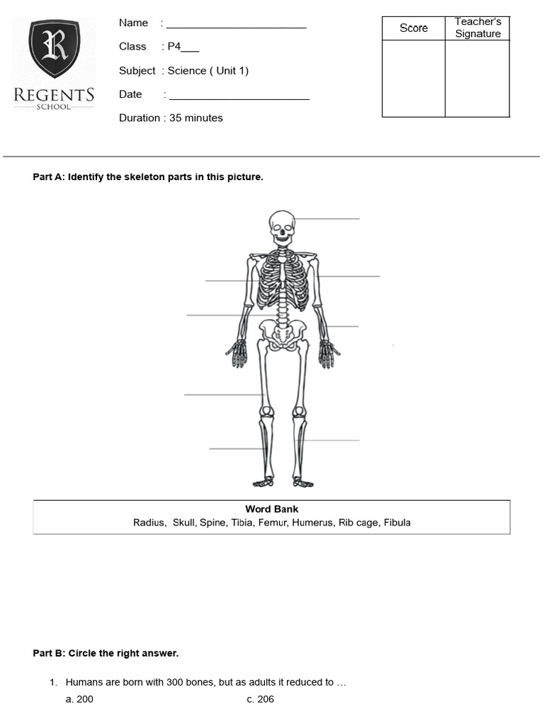 Science Unit 1: Skeleton & Muscles Quiz | PDF | Skeleton | Muscle