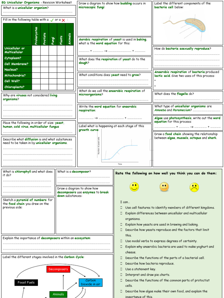Year 8 Unicellular Organisms Revision Worksheet | PDF | Bacteria | Cell ...