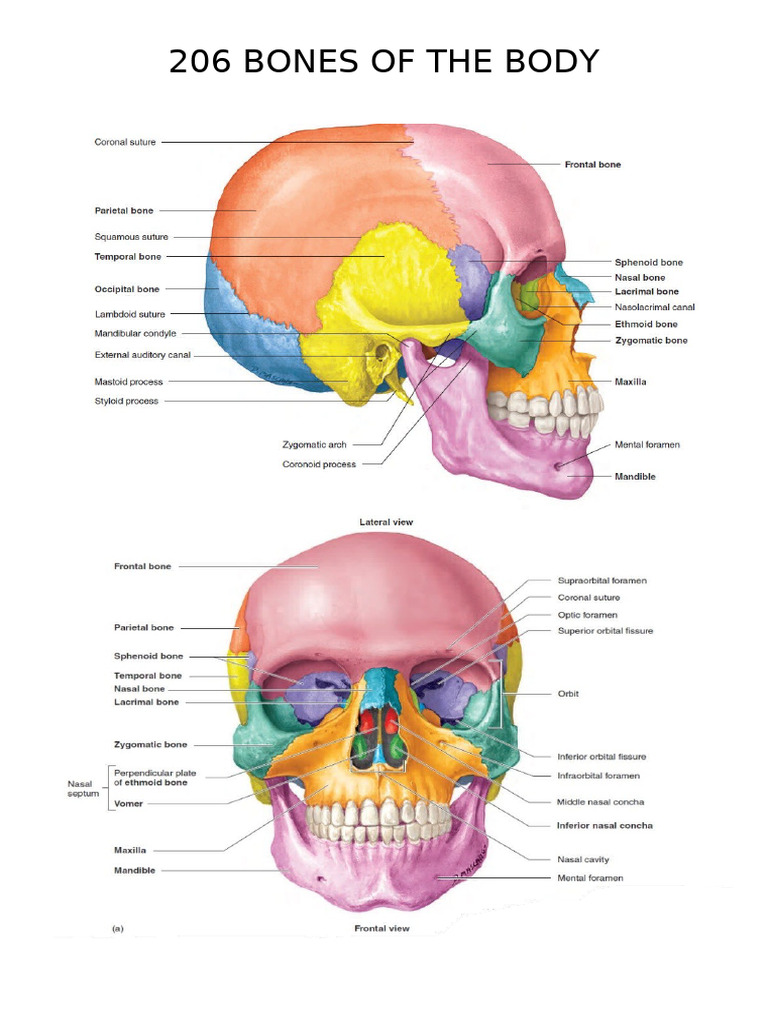 206 Bones of The Real | PDF
