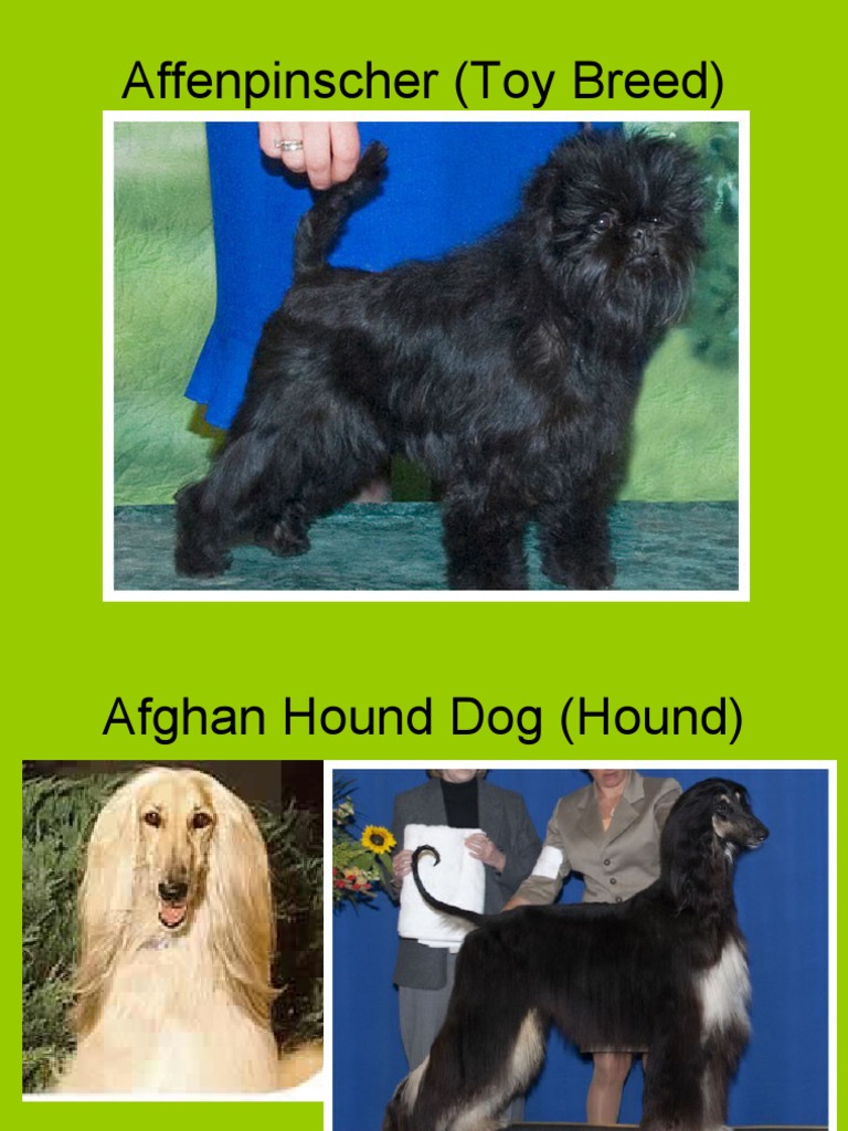 Dog Breeds | PDF