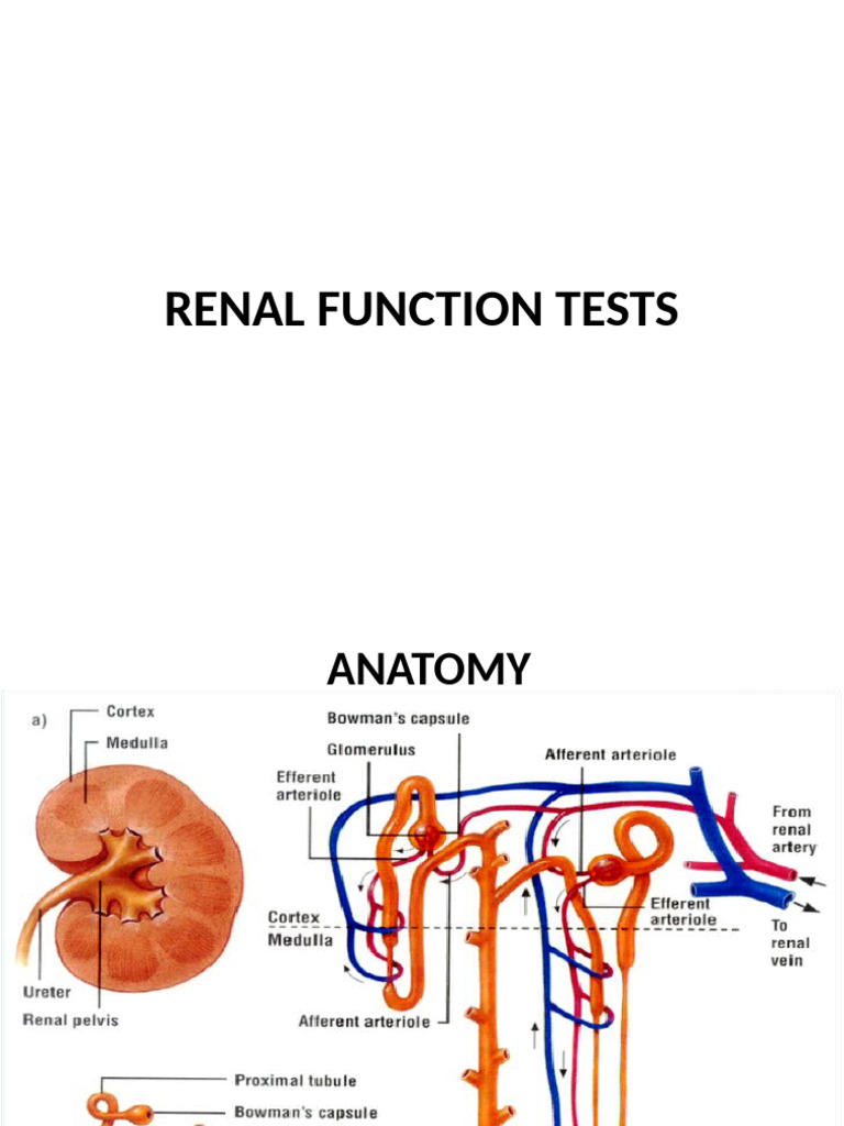 Renal Function Tests | PDF | Creatinine | Kidney