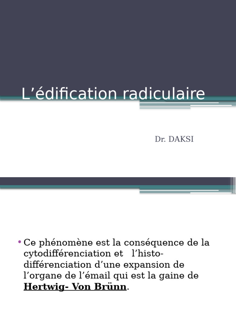 Édification Radiculaire et Gaine de Hertwig | PDF | Émail dentaire | Os