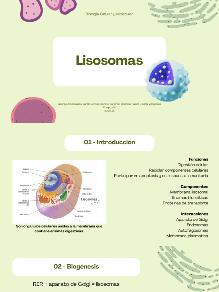 Lisosomas | PDF | Lisosoma | Biología Celular