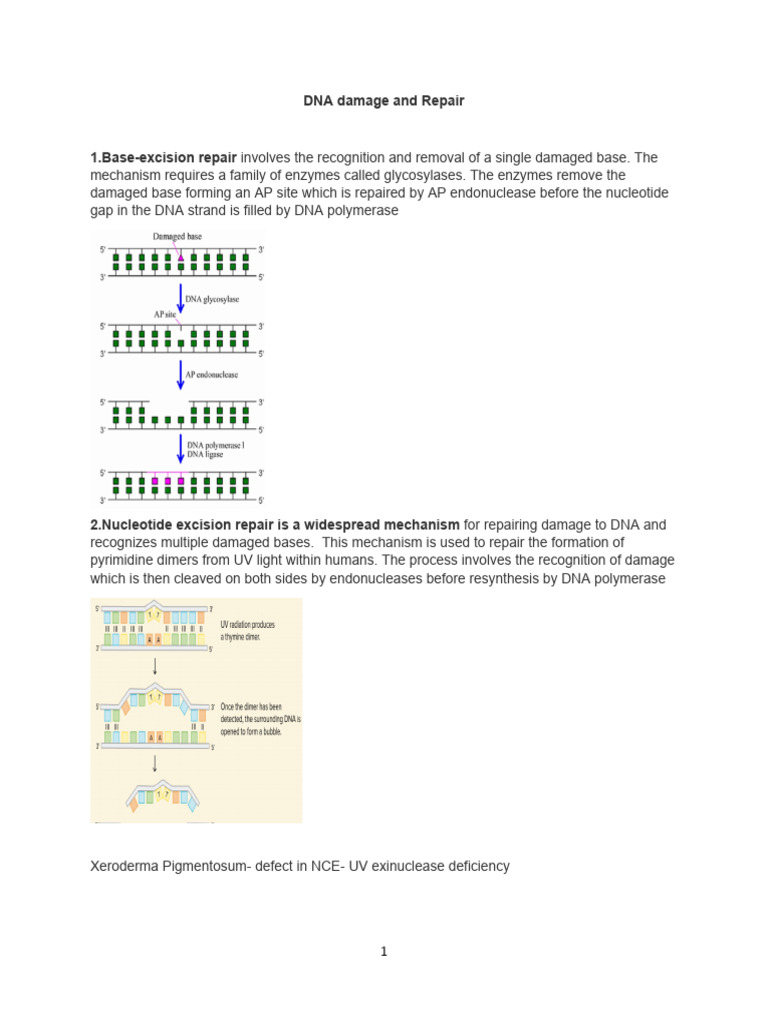 DNA -damage and repair | PDF