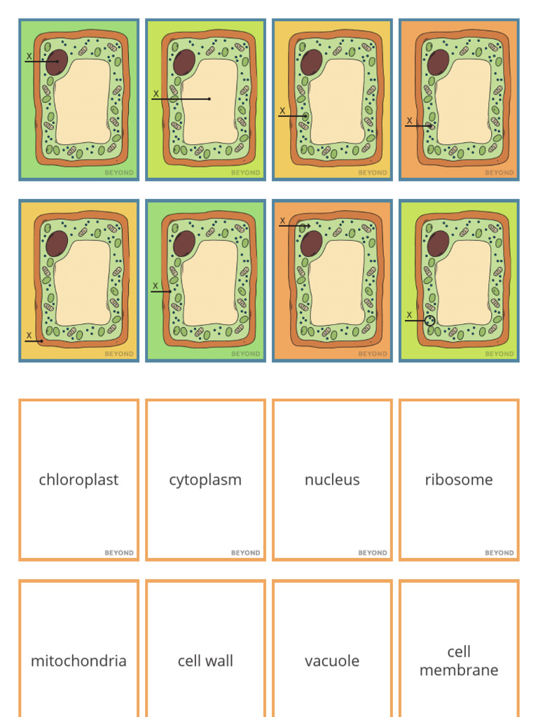 T SC 1631185094 Plant Cells Card Sort - Ver - 2 | PDF