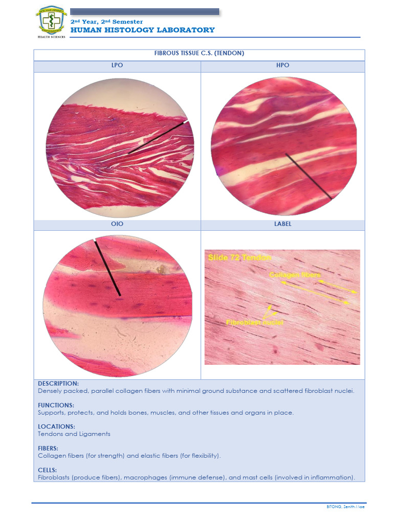 Connective Tissue Laboratory Reviewer Sec B | PDF | Bone | Connective ...