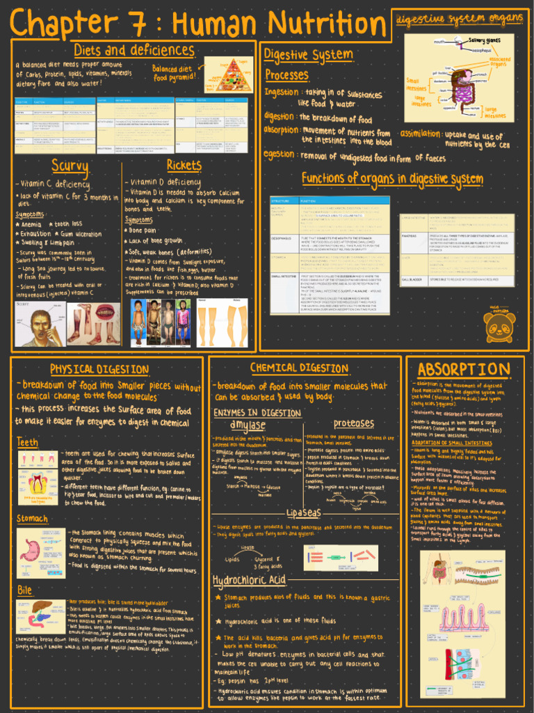 Chapter 7 - Human Nutrition | PDF | Digestion | Stomach