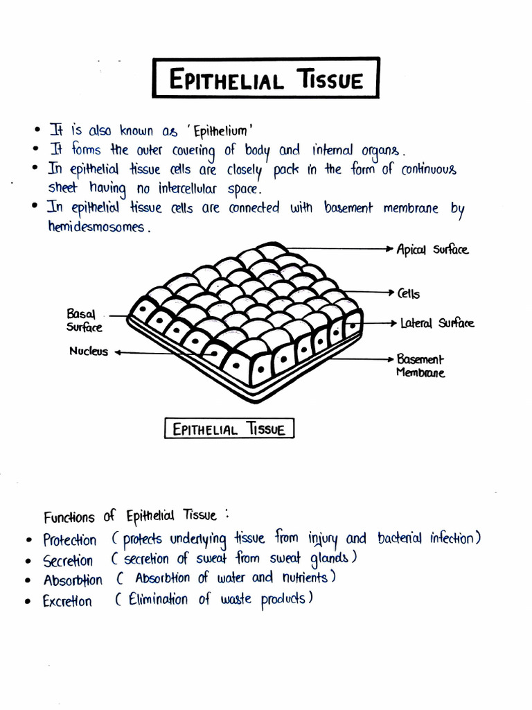 Epithelial Tissues | PDF