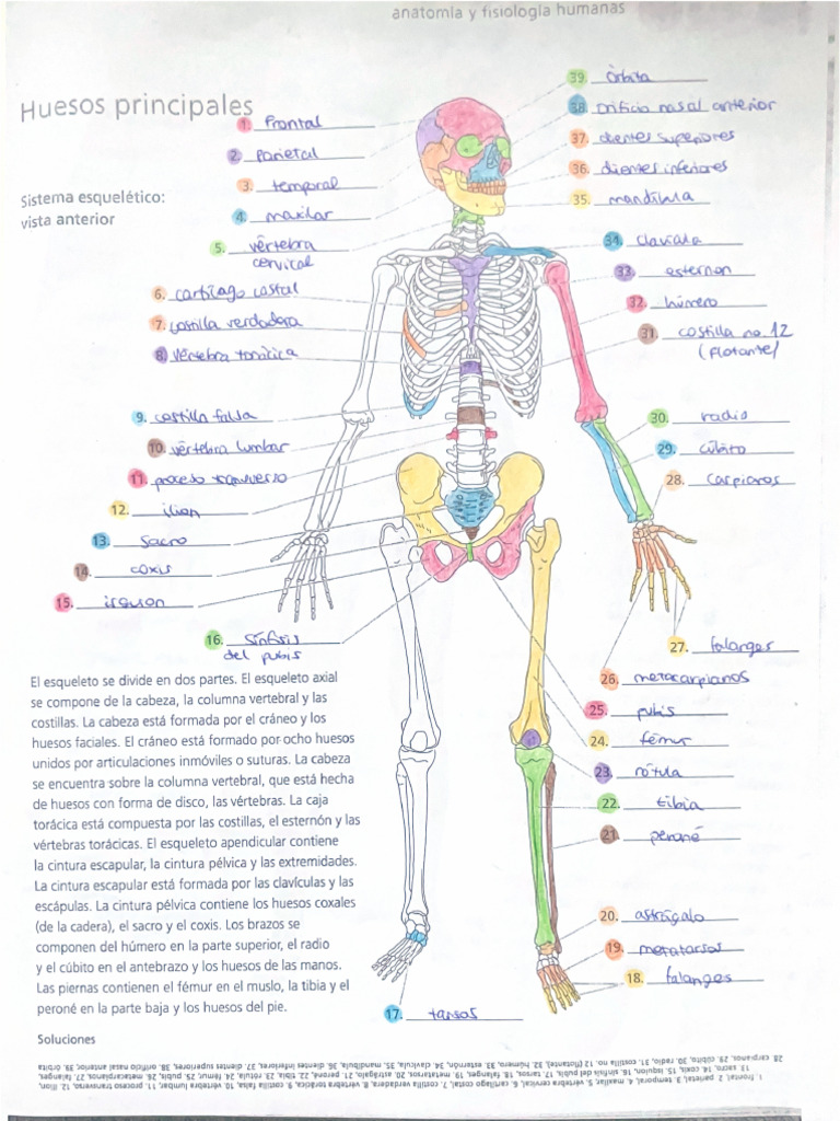 Huesos Del Esqueleto Humano | PDF