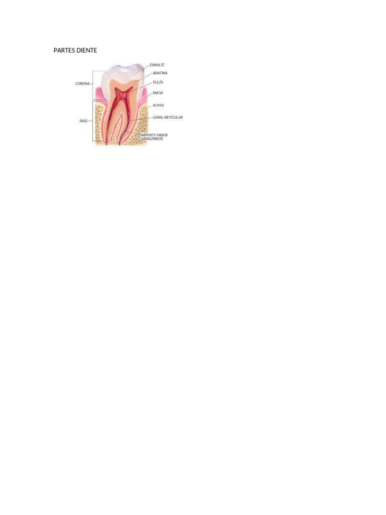 Partes Diente | PDF