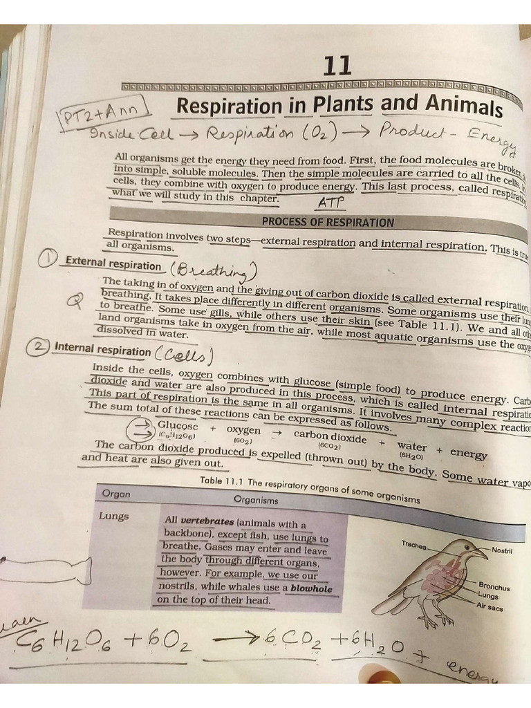 Respiration in Plants and Animals | PDF
