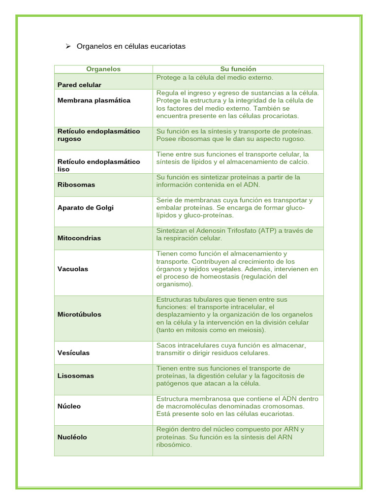 Funciones de organelos celulares eucariotas y procariotas | PDF ...
