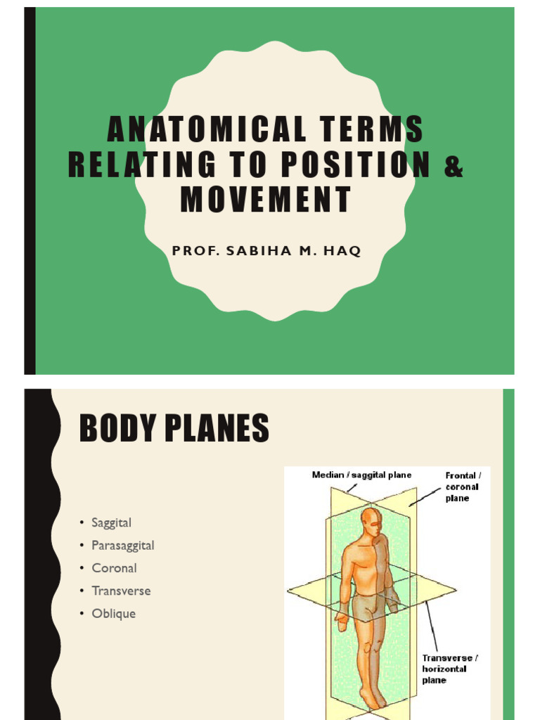 Terms Relating To Position & Movement | PDF | Anatomical Terms Of ...