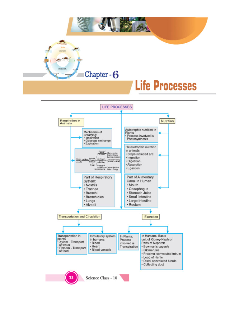 Life Process | PDF