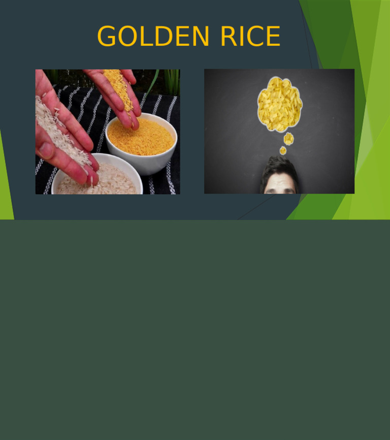 Golden Rice | PDF