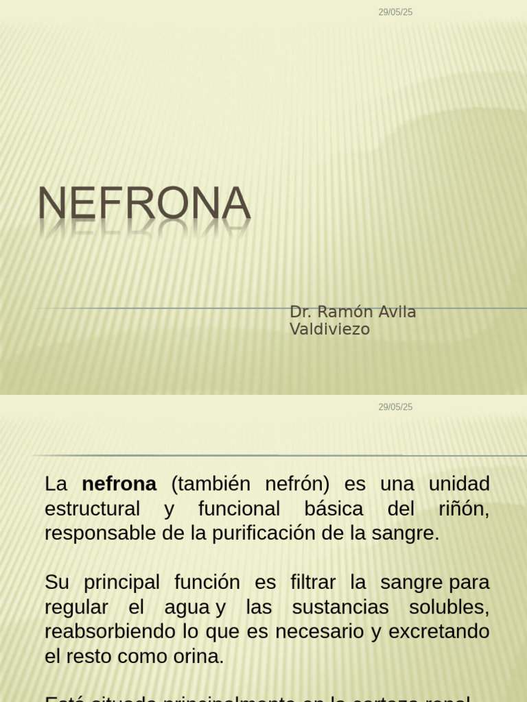 Estructura y Función de la Nefrona | PDF | Riñón | Anatomía