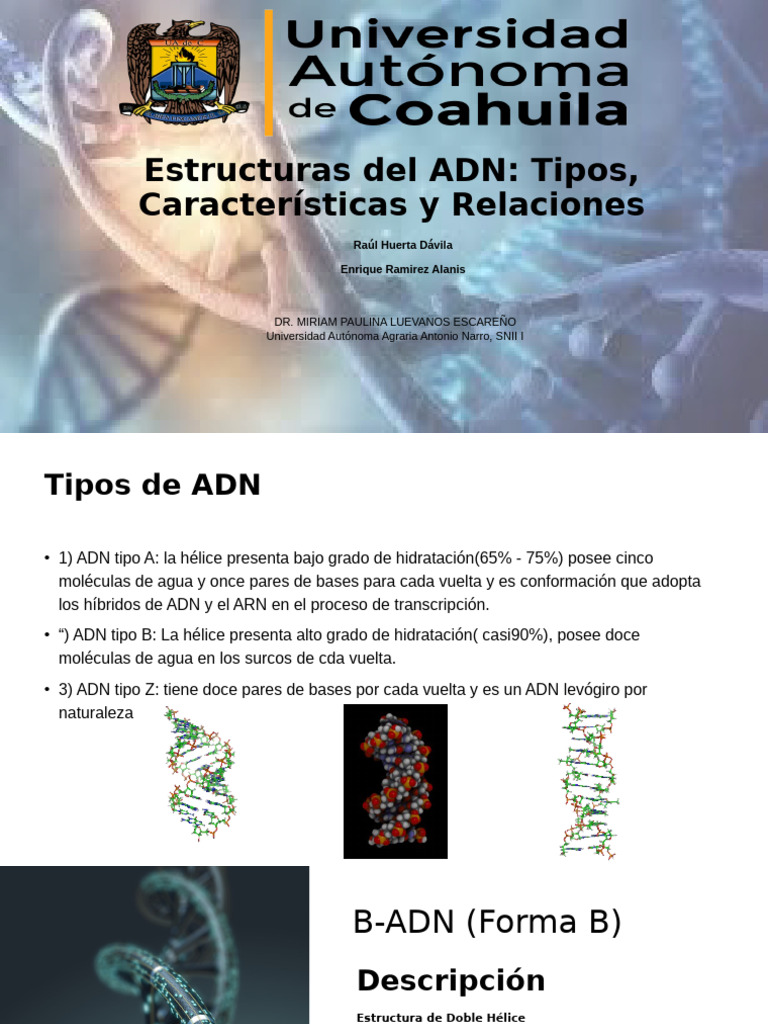 Estructuras y Variantes Del ADN | PDF | Adn | Adn Metilación
