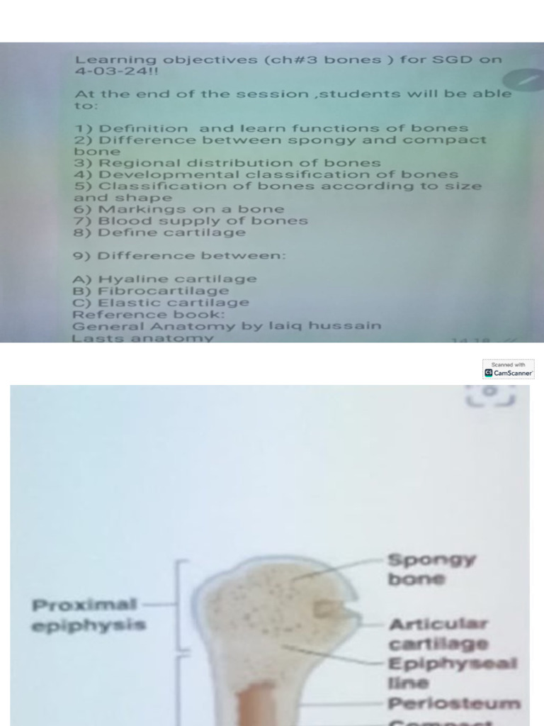 Bone (General Anatomy) | PDF