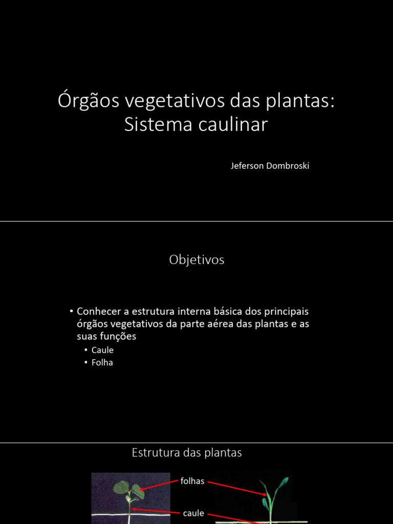 Anatomia - Caule 02 12 2024 | PDF | Folha | Fisiologia Vegetal