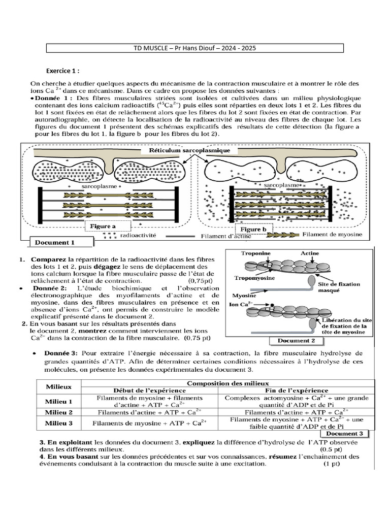 S2rie Muscle TS2 CSP | PDF