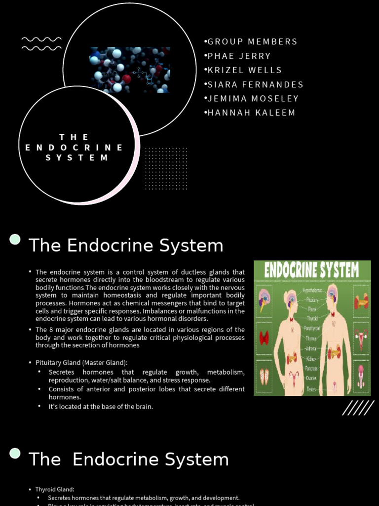 HSB-The Endocrine System | PDF | Endocrine System | Hormone