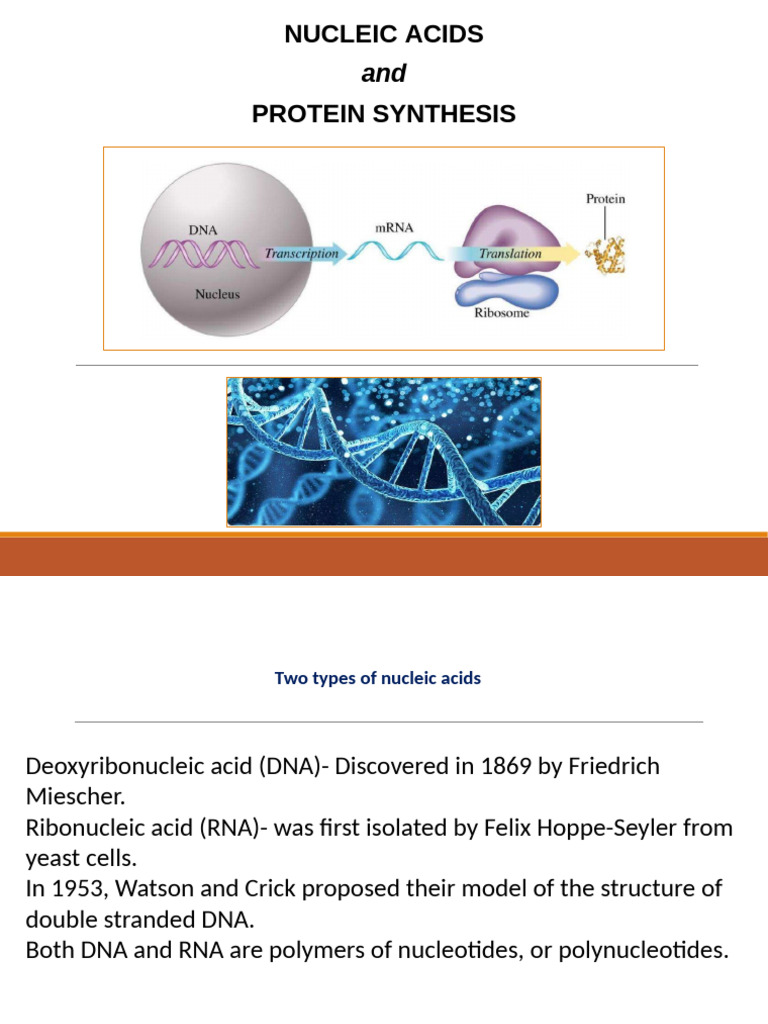 Nucleic Acids and Protein Synthesis | PDF | Nucleotides | Nucleic Acids