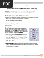 Student Exploration: RNA and Protein Synthesis | PDF | Rna ...