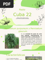 2 Ficha Técnica Del Pasto Cuba 22 | PDF | Pasto | Siembra