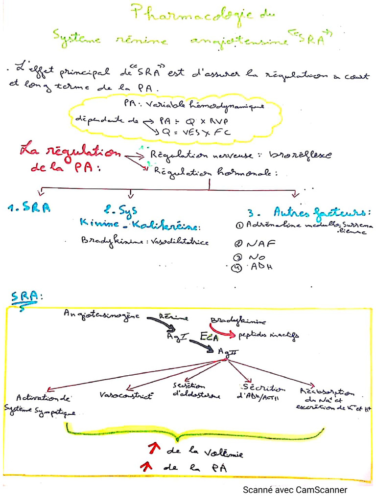 Système Rénine Angiotensine SRA | PDF