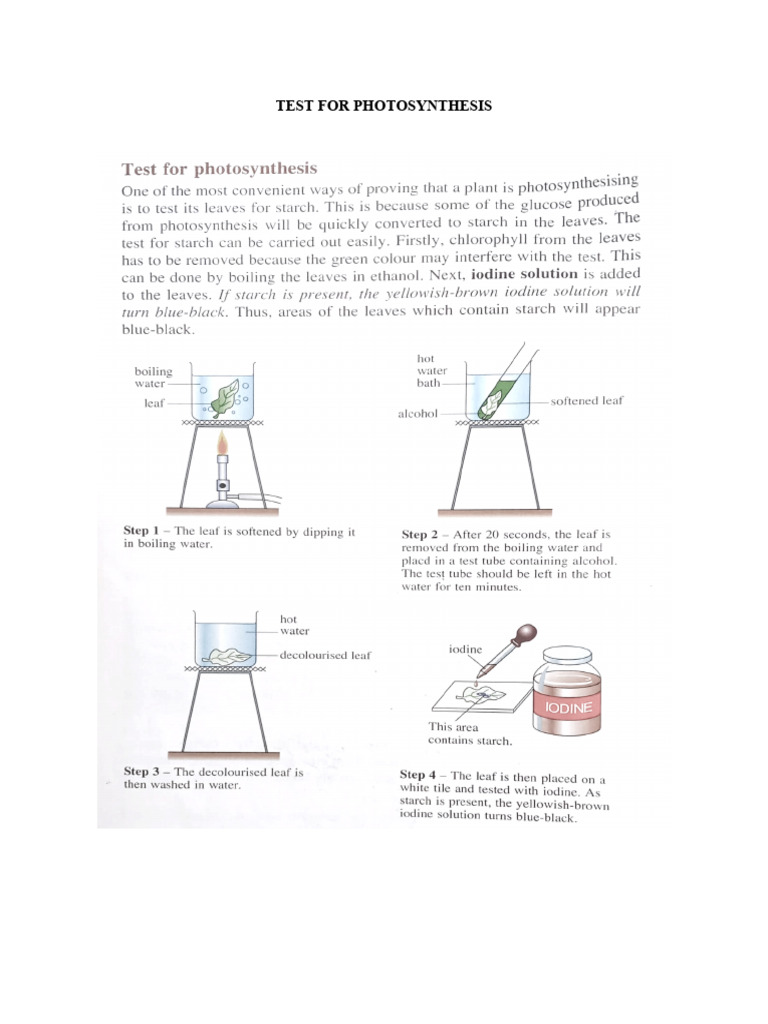 Test For Photosynthesis (M - M) | PDF
