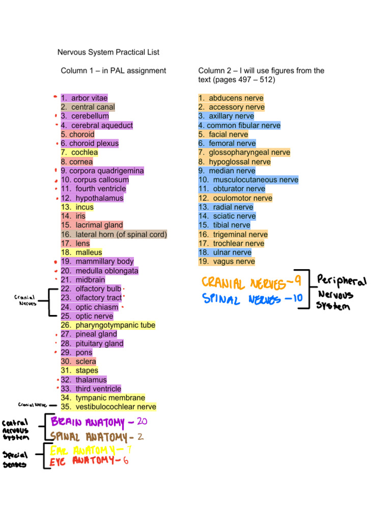 Nervous System Practical List | PDF