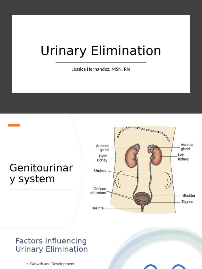 Alteration in Elimination-Urinary-Student (2) | PDF | Urinary ...