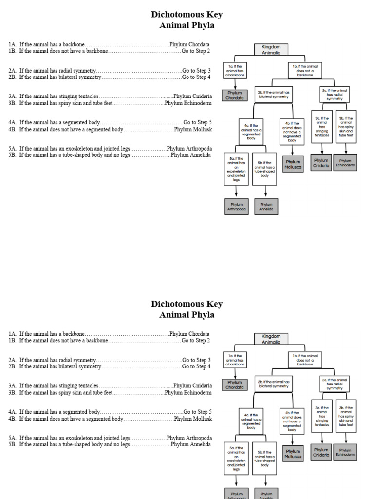 Animal Phyla Dichotomous Key Guide | PDF