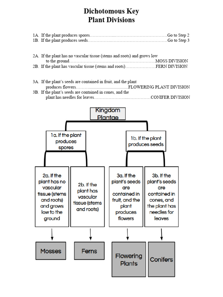 Plant Divisions Dichotomous Key | PDF